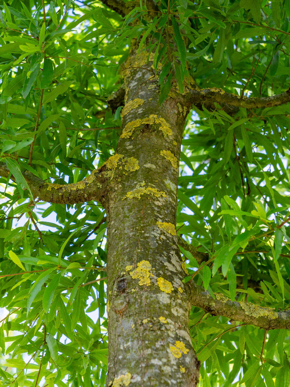 Quercus phellos | Willow oak - Van den Berk Nurseries